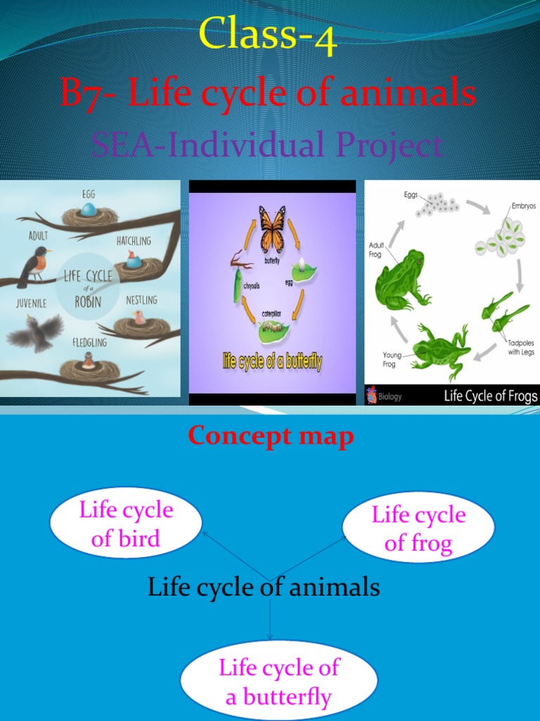 Class 4, (C) PPT, B7-Life Cycle of Animals | PDF