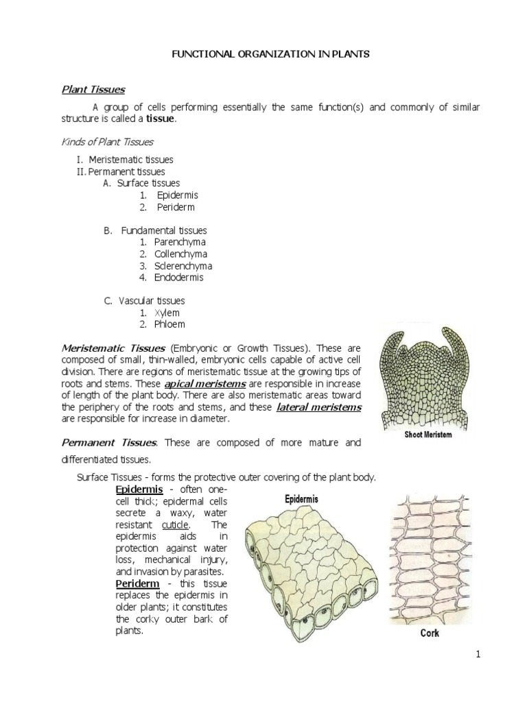GS BIO 206. Functional Organization in Plants | PDF | Tissue (Biology ...