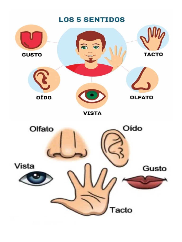 5 Sentidos | PDF