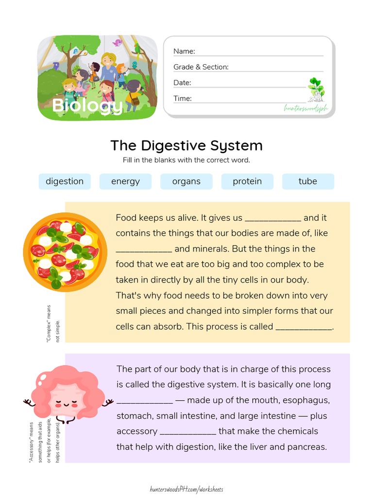 Digestive System Worksheet for Grades 2-4 | PDF