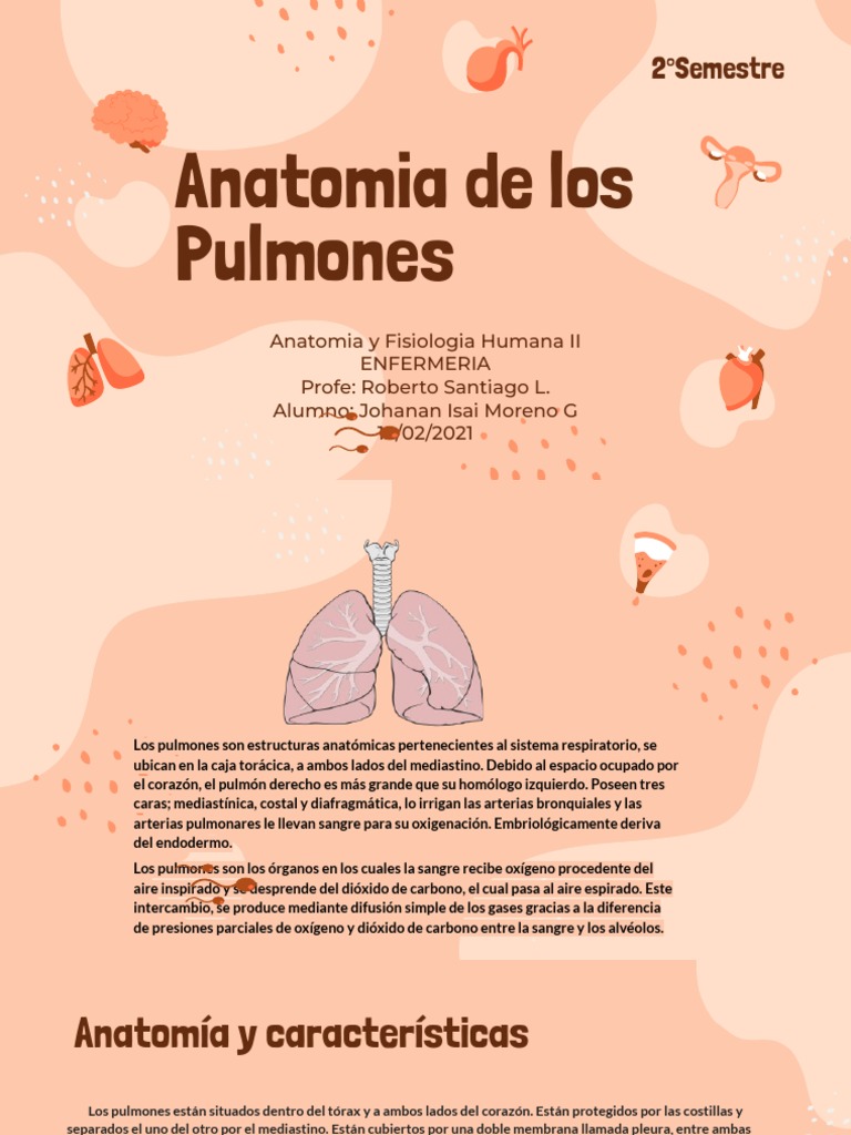 Anatomia Del Pulmon | PDF | Pulmón | Respiración