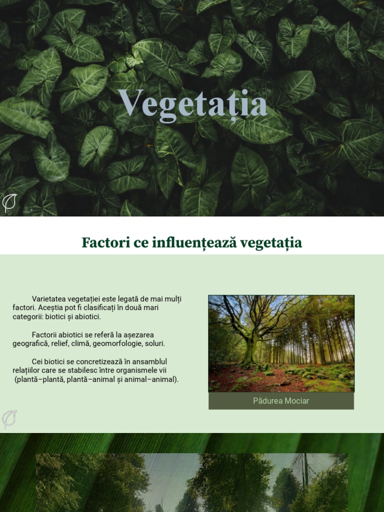Vegetatia. Proiect Geografie | PDF