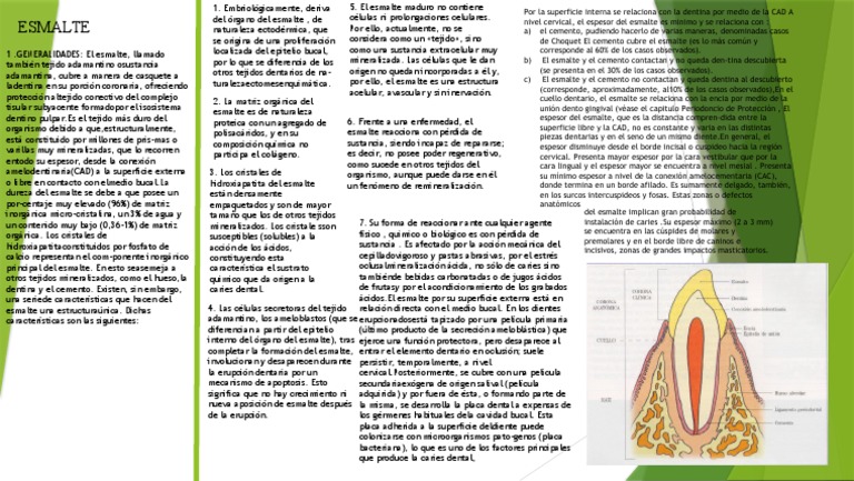 Características generales del esmalte dental | PDF | Esmalte de dientes ...