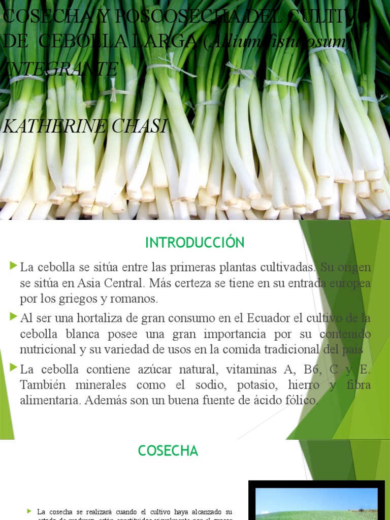 Cebolla | PDF | Cebolla | Nutrición