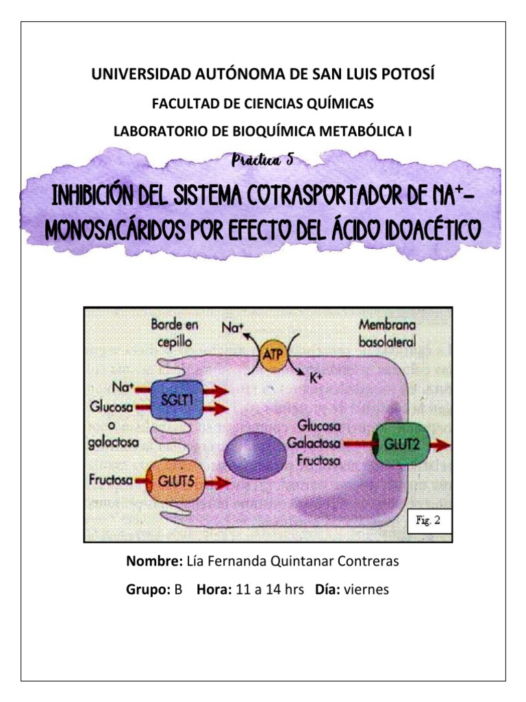 Pre 5 BQM I | PDF | Estómago | Intestino delgado