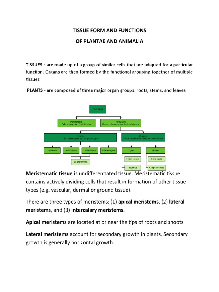 TISSUE FORM AND-WPS Office | PDF | Tissue (Biology) | Epithelium