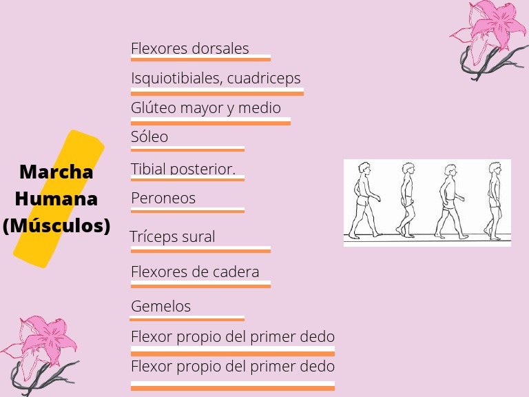 Marcha Humana (Músculos) | PDF