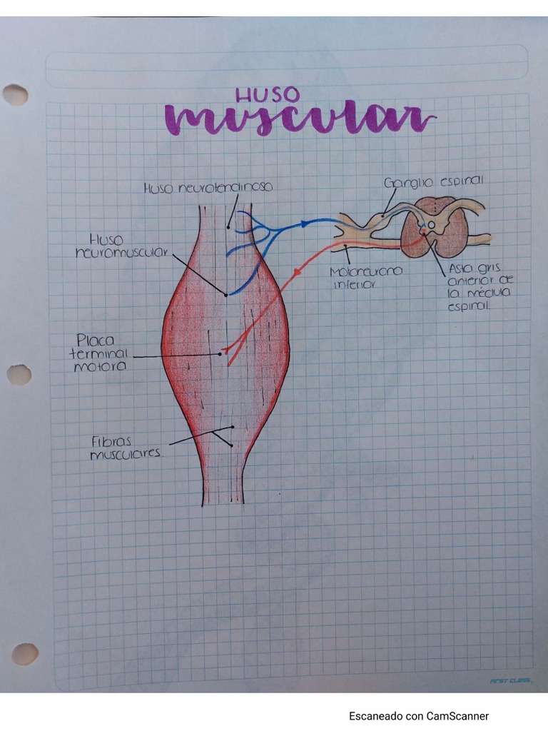 Huso Muscular | PDF