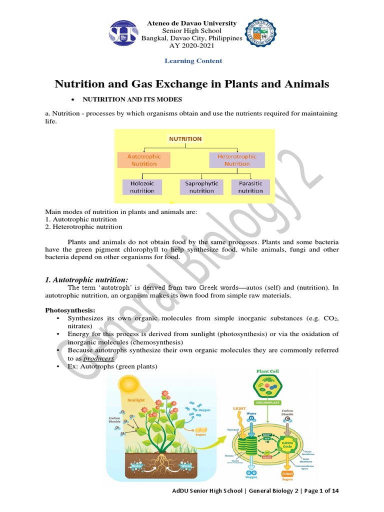Topic 1 - Gas Exchange in Plants and Animals | PDF | Digestion | Human ...