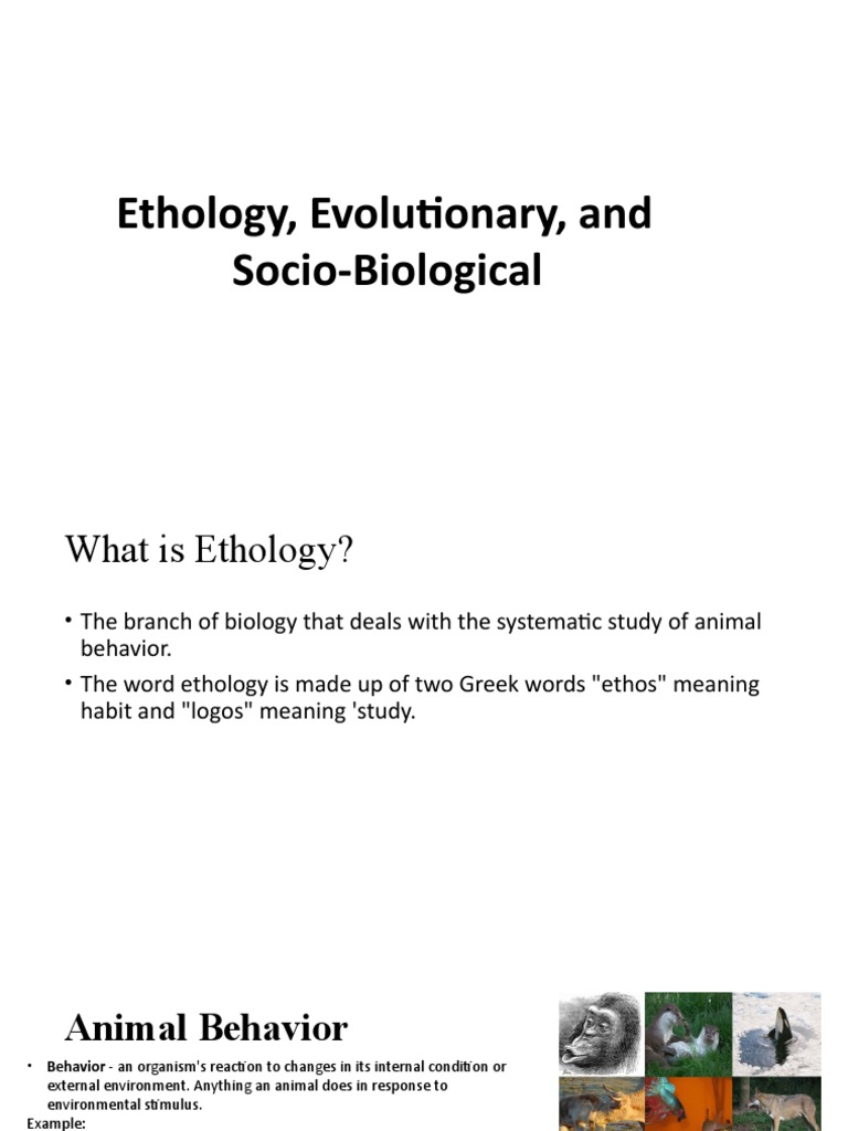 Ethology | PDF | Sociobiology | Attachment Theory