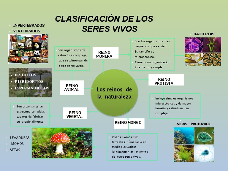 Mapa Conceptual de La Clasificacion de Los Seres Vivos 2 | PDF