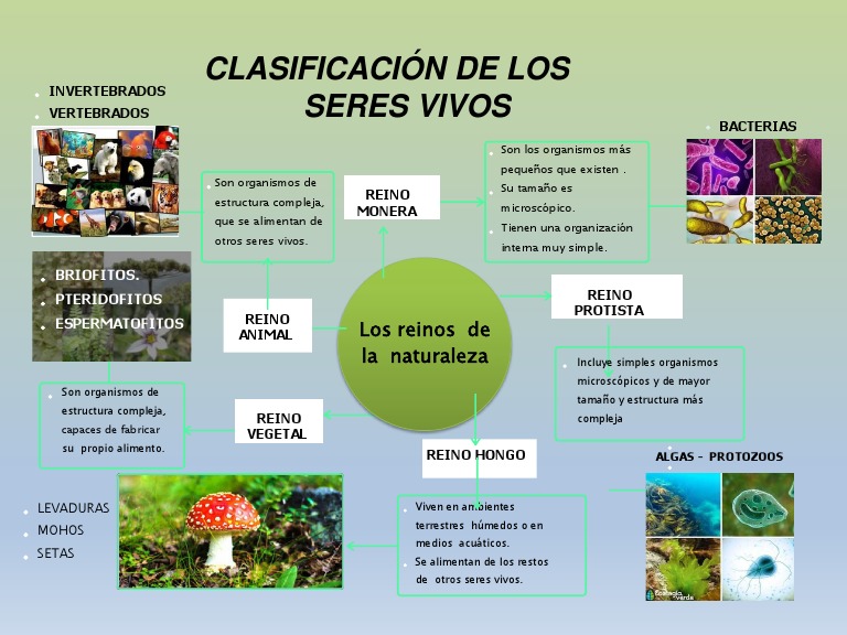 Mapa Conceptual de La Clasificacion de Los Seres Vivos 2 | PDF