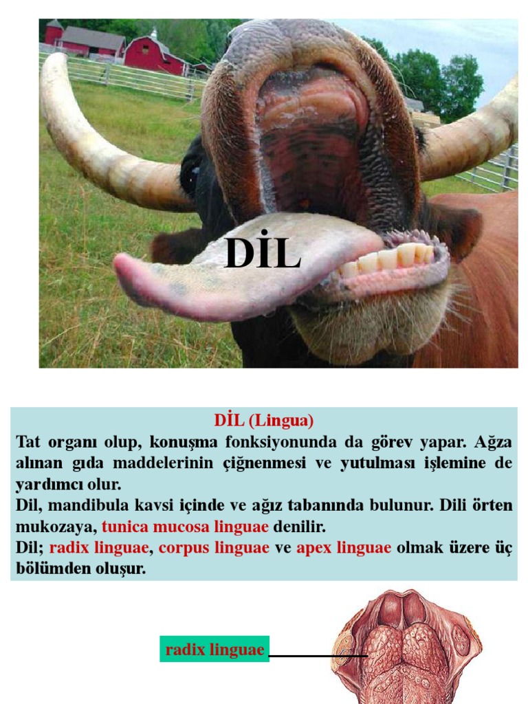 Dil | PDF