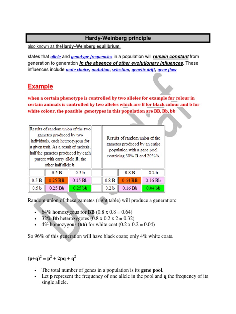 Hardy-Weinberg Equilibrium Explained | PDF | Zygosity | Dominance ...