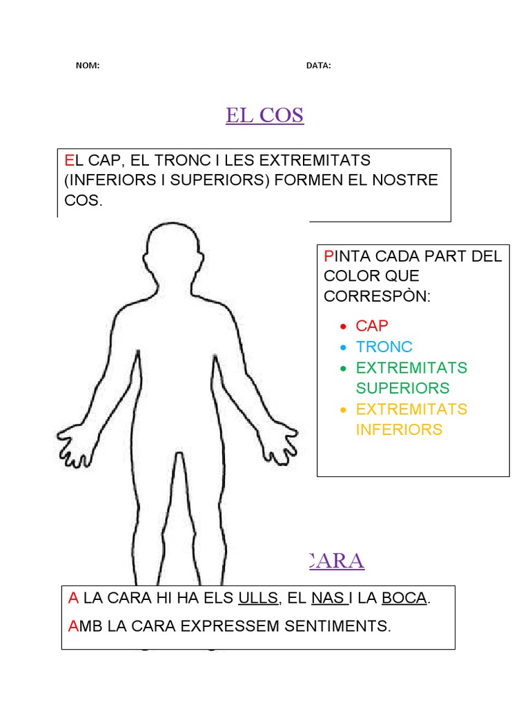 Parts Del Cos, Cara I Extremitats | PDF