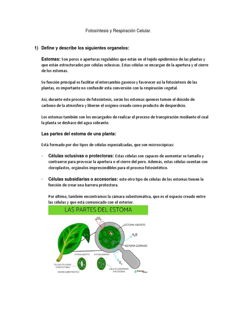 Fotosíntesis y Respiración Celular | PDF | Fotosíntesis | Plantas