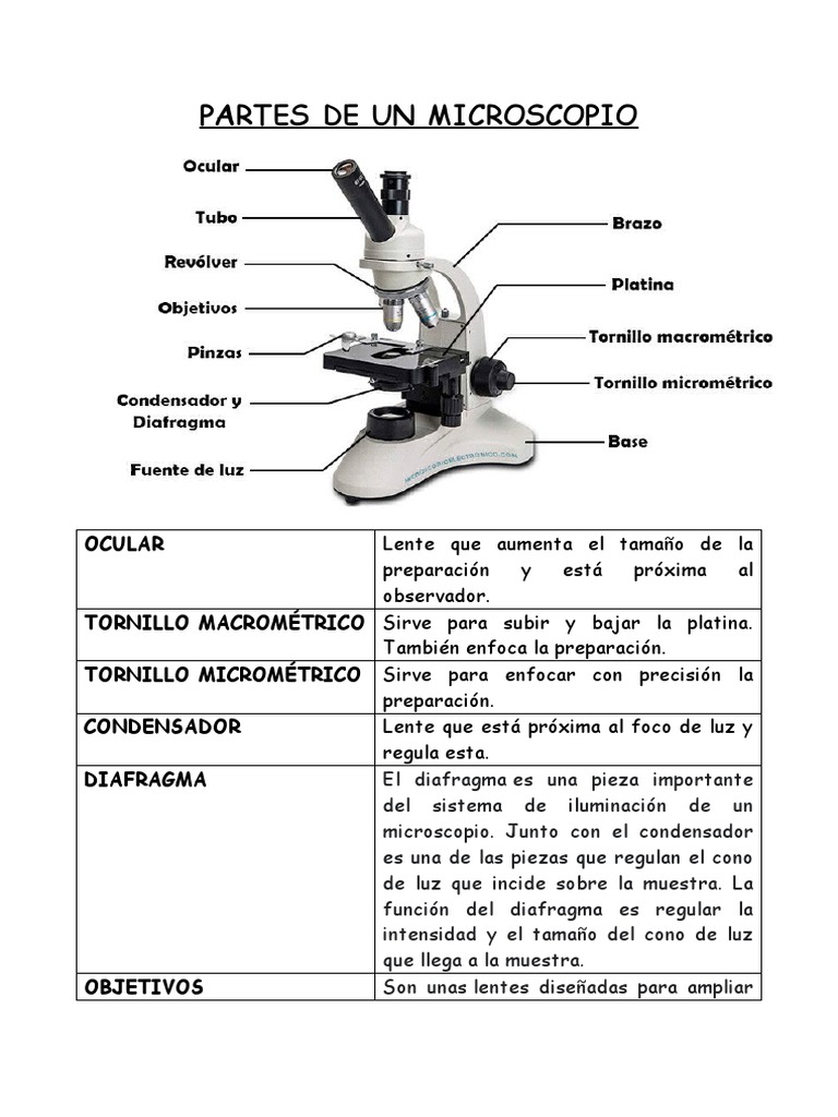 Partes Esenciales de un Microscopio | PDF | Lente de la cámara ...