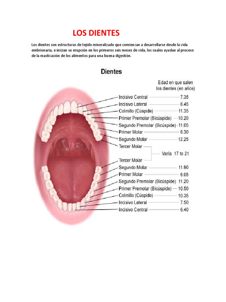 Los Dientes | PDF | Diente | Ciencias de la Salud