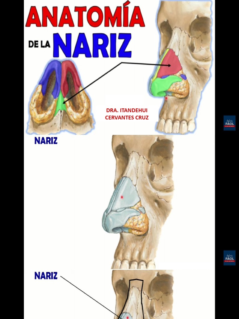 Anatomia de La Nariz | PDF