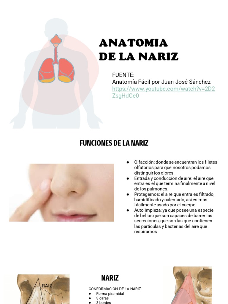 Anatomia de La Nariz | PDF | Nariz humana | Sistema musculoesquelético