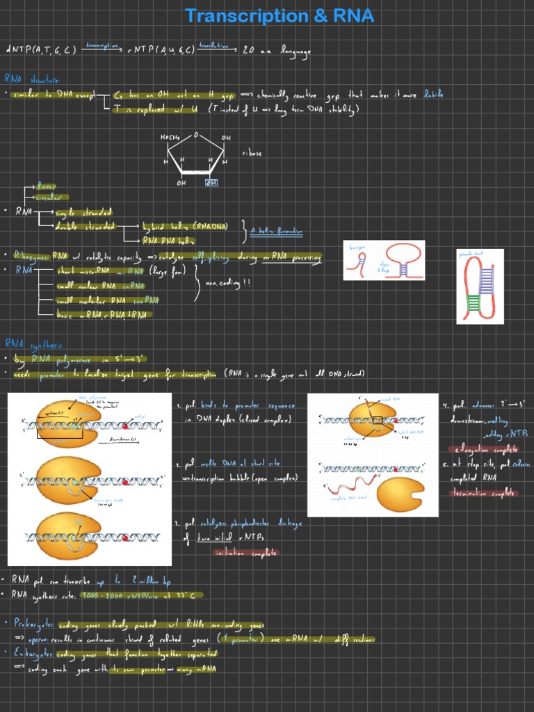 Transcription & RNA Processing | PDF | Rna | Messenger Rna
