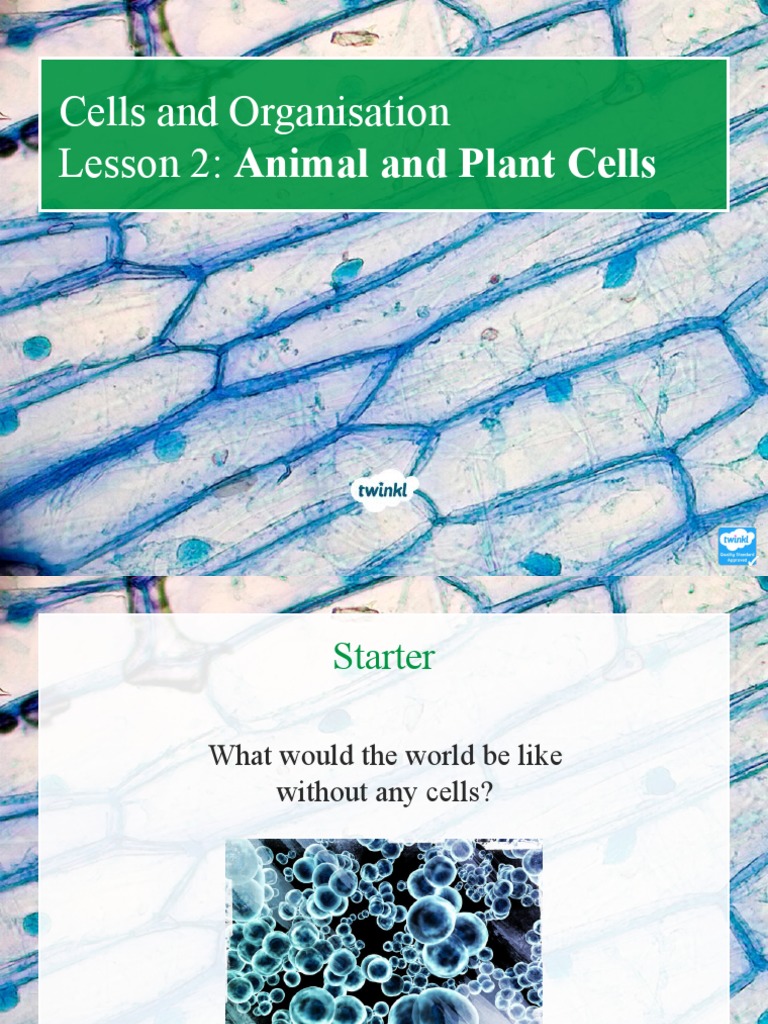 T1 T2 Cells and Organisation Lesson 2 - Animal and Plant Cells ...