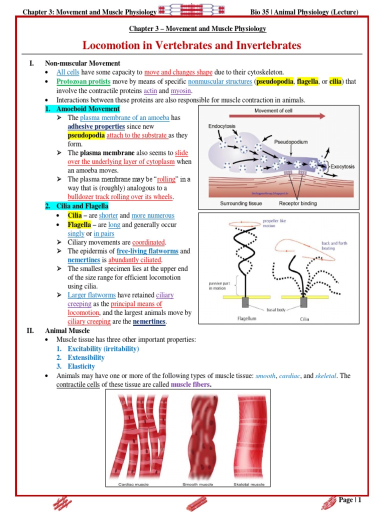 BIO 35 Chapter 3 - Movement and Muscle Physiology | PDF | Muscle ...