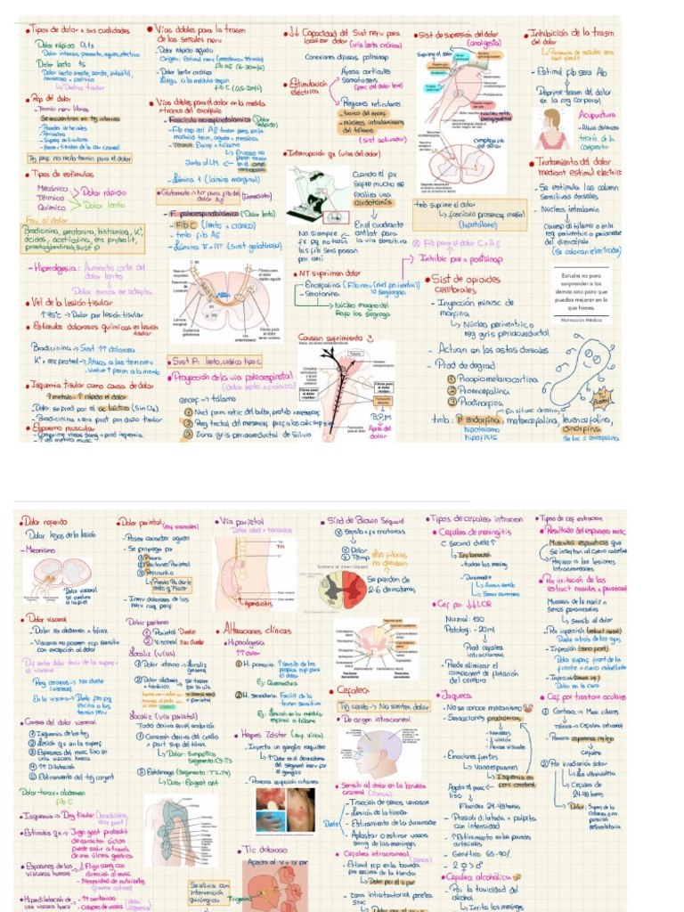Resumen Capítulo 48 Guyton | PDF