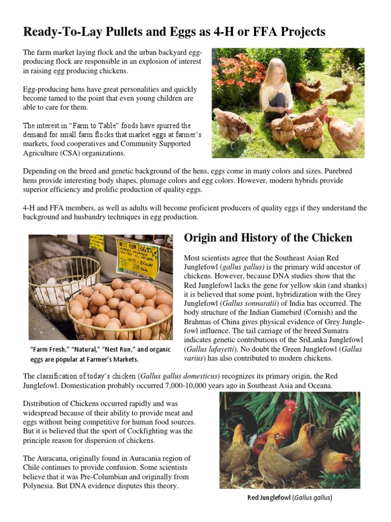 Eggs and Raising Ready To Lay Pullets As A 4H or FFA Project | PDF ...