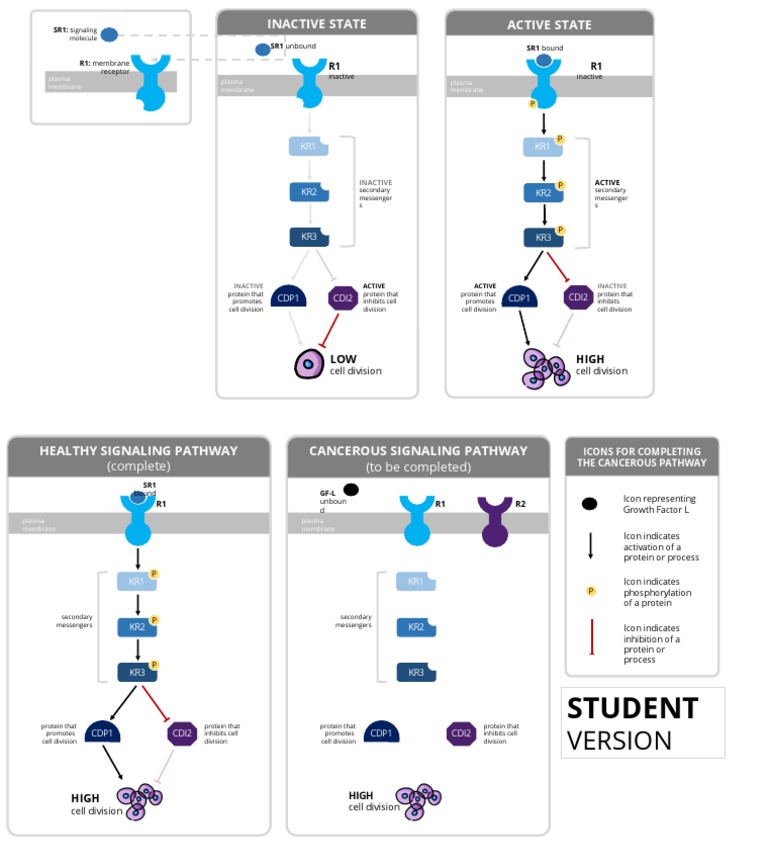 R1 R2 Signal Pathways v1.1 (Student Version) - 2-1 | PDF | Cell Signaling | Cell (Biology)