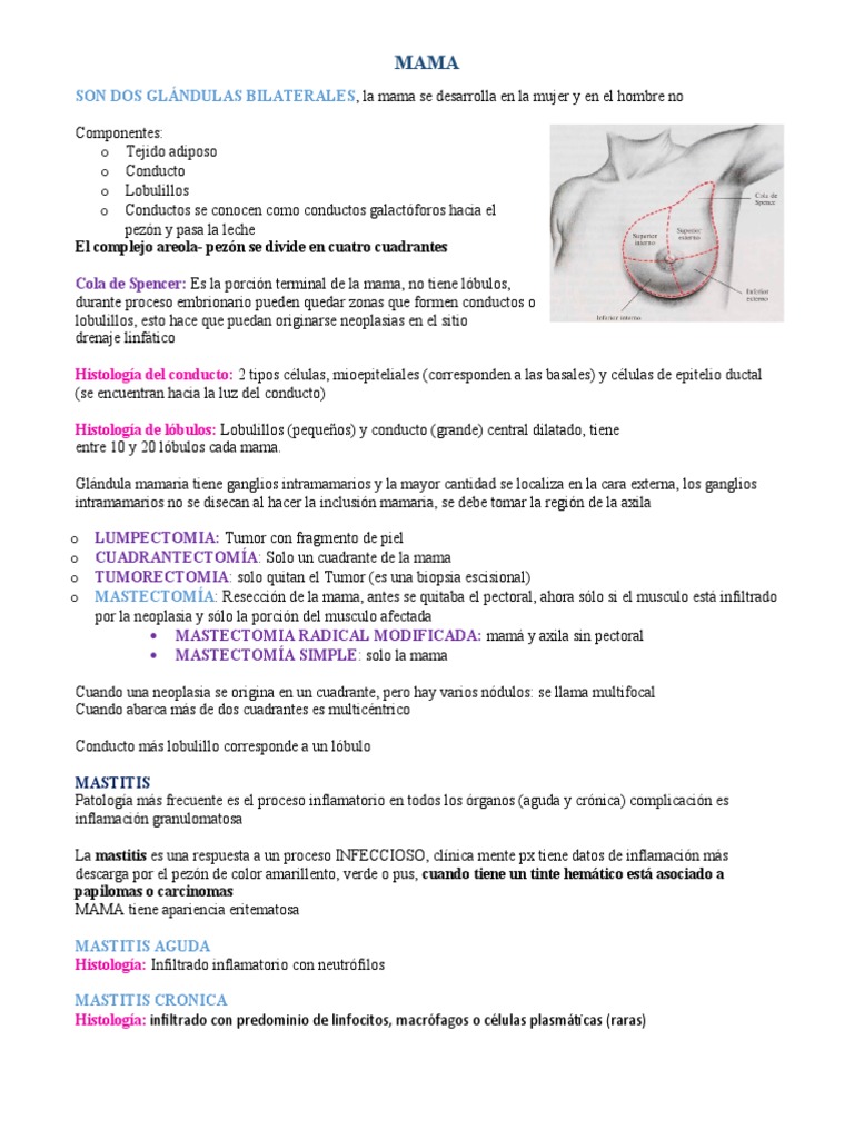 Anatomía y Patología de la Mama | PDF | Cáncer de mama | Inflamación