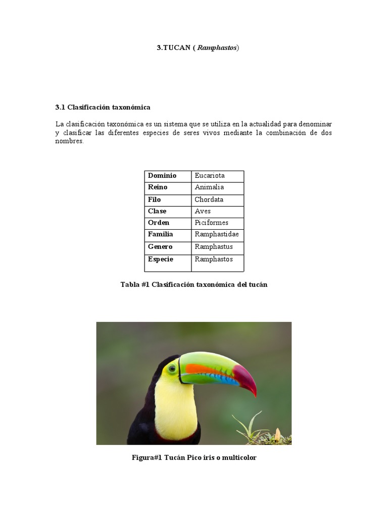 El Tucan 2 | PDF | Aves | Ornitología