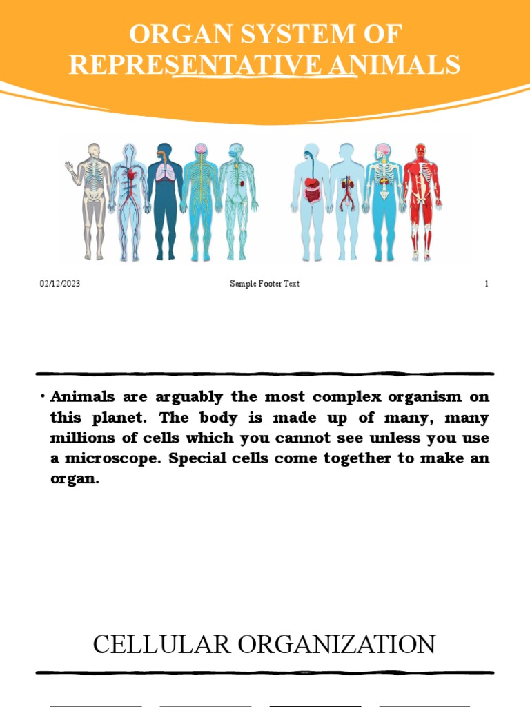 Animal Organ Systems Overview | PDF