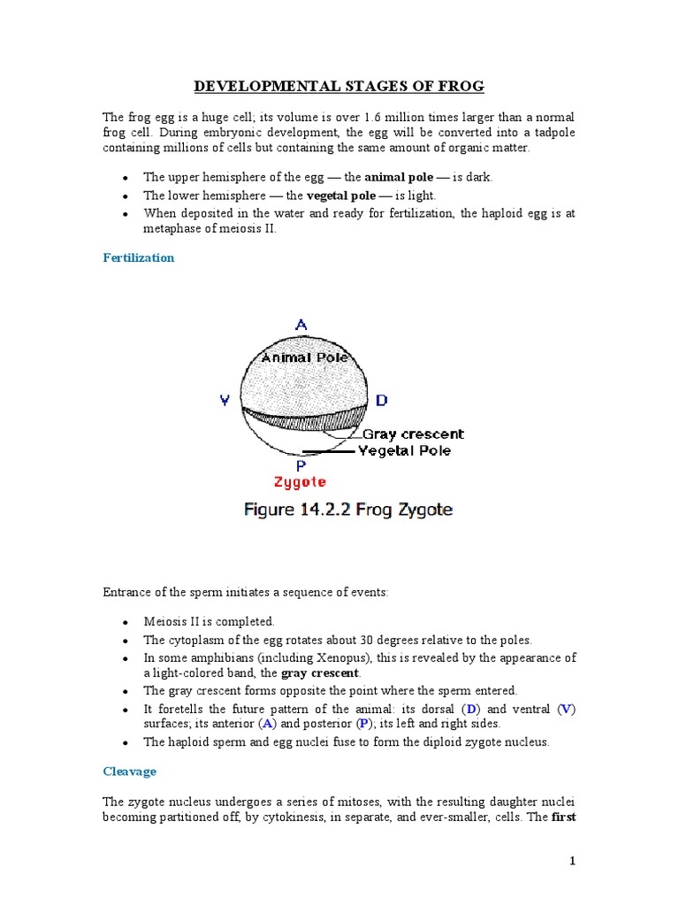 Frog Embryonic Development Stages | PDF | Biological Processes | Anatomy