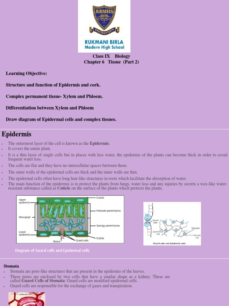 Class 9th Chapter 6 Tissues Part 2 | PDF | Tissue (Biology ...