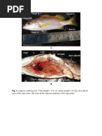 Swim Bladder Function in Perch Fish | PDF | Fin | Fish