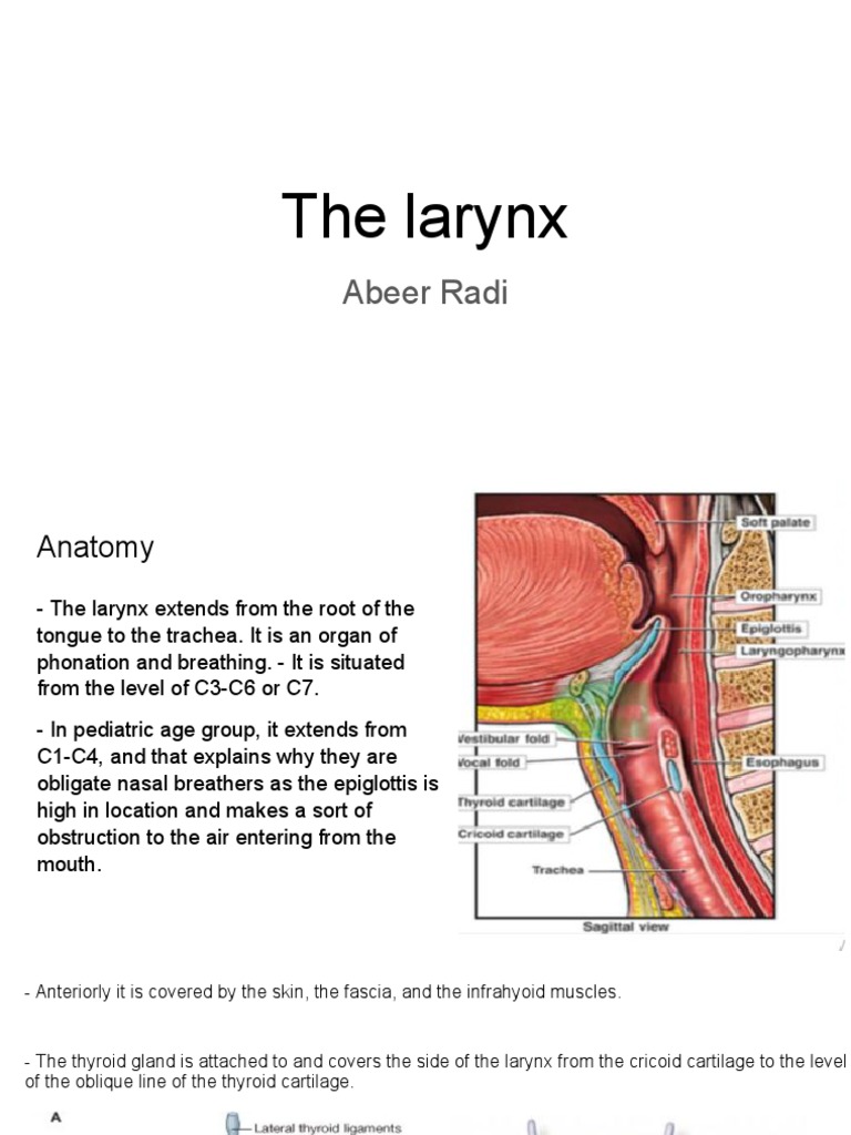 The Larynx | PDF | Larynx | Respiratory System
