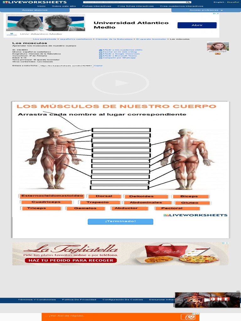 Ficha Online de Los Músculos para 4º de Primaria | PDF