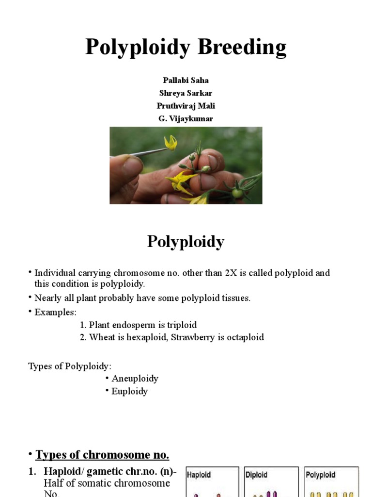 Ployploidy Breeding | PDF | Ploidy | Biology