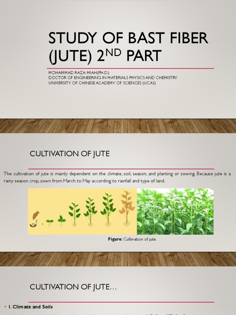 Jute Cultivation and Fiber Extraction Guide | PDF | Jute | Agriculture