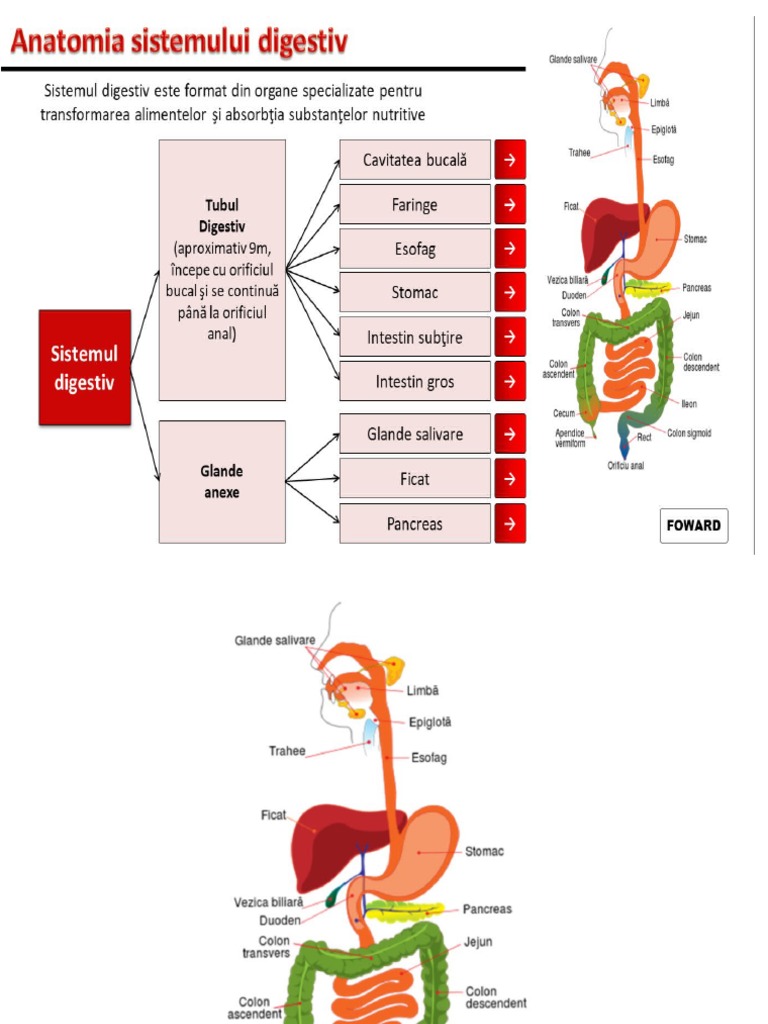 Anatomia Sistemului Digestiv - Introducere | PDF