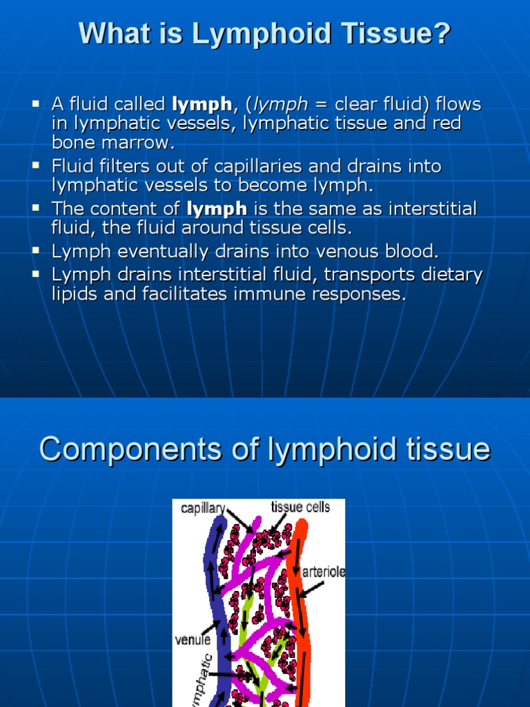 What is Lymphoid Tissue? Primary and Secondary Lymphoid Organs | PDF ...