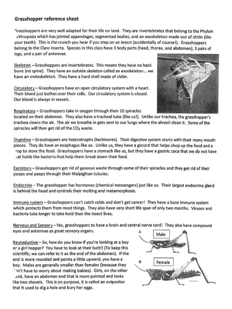 Grasshopper Reference Sheet | PDF