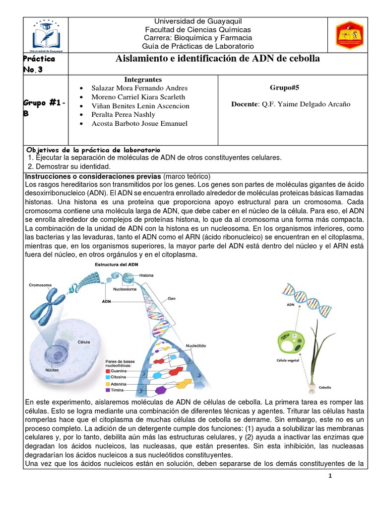 BQII-PL 3-Aislamiento e Identificación de ADN de Cebolla. Grupo# 5 | PDF | Biología Celular ...