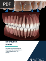 Cíngulo Dental: Revisión y Funciones | PDF | Boca | Odontología