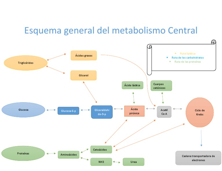 Esquema General Del Metabolismo Central | PDF