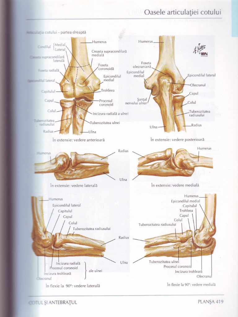 Cot - Anatomia | PDF