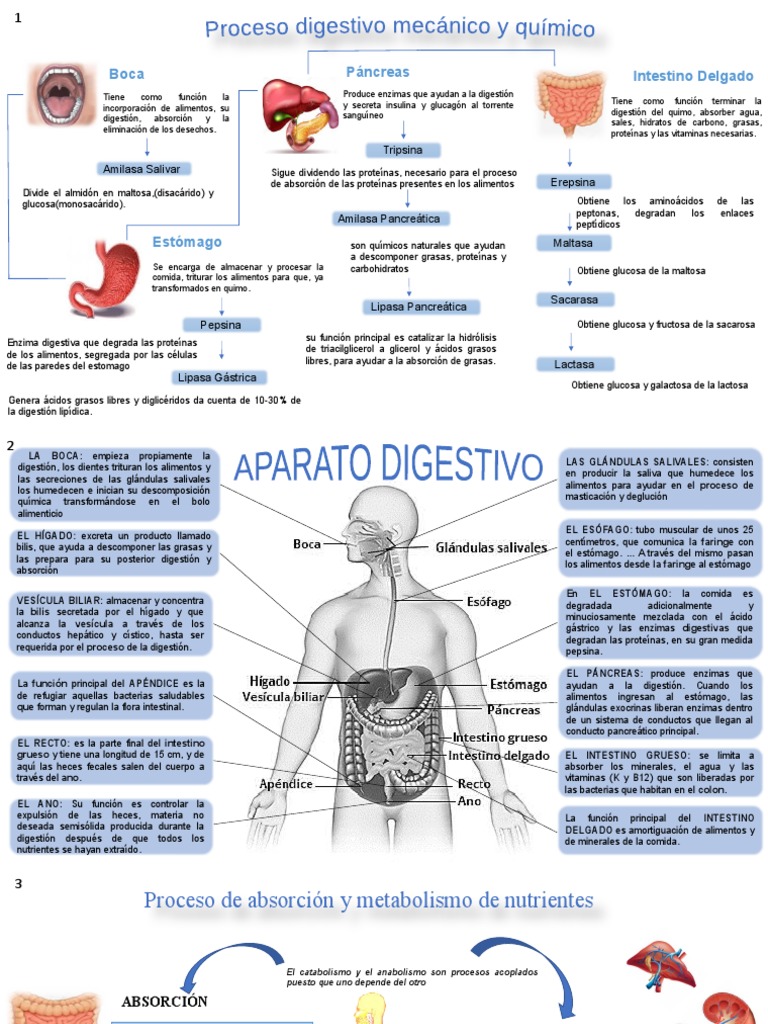 Diagrama de Proceso Digestivo | PDF | Digestión | Sistema digestivo humano