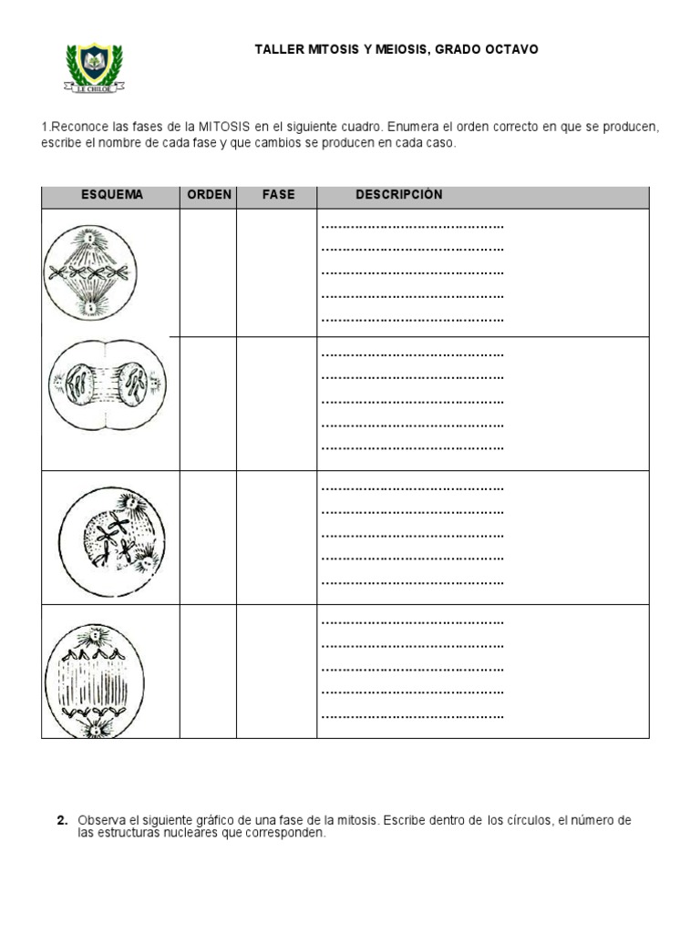 Taller Mitosis y Meiosis | PDF | Mitosis | Mitosis