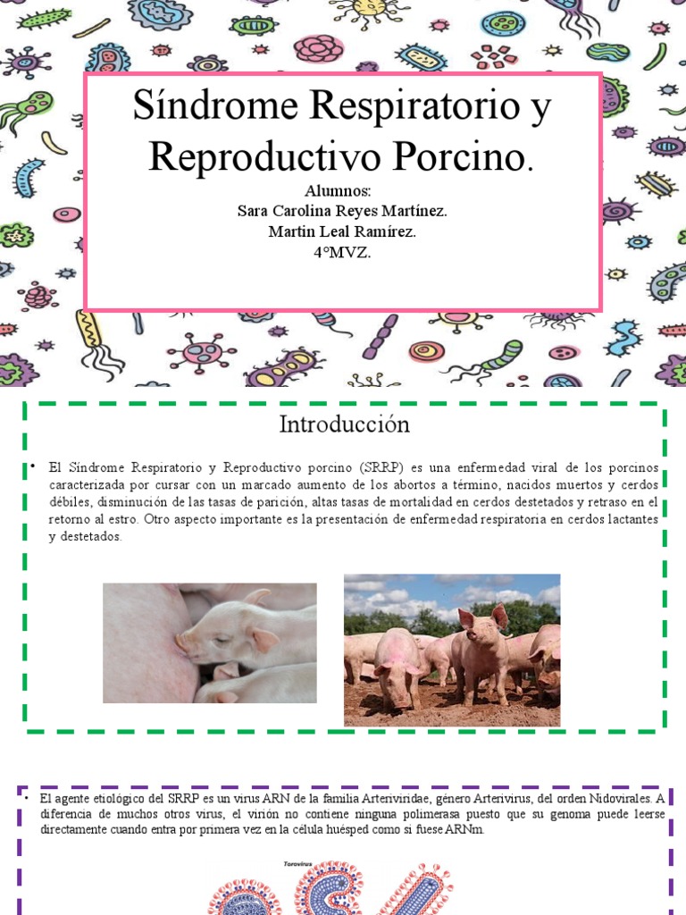 Sindrome Respiratorio y Reproductivo Porcino | PDF | Sistema inmune | Virus